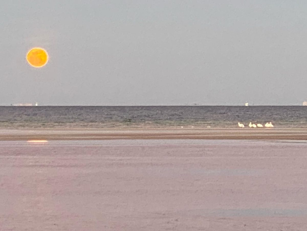 Lassing Park along St Petersburg Waterfront