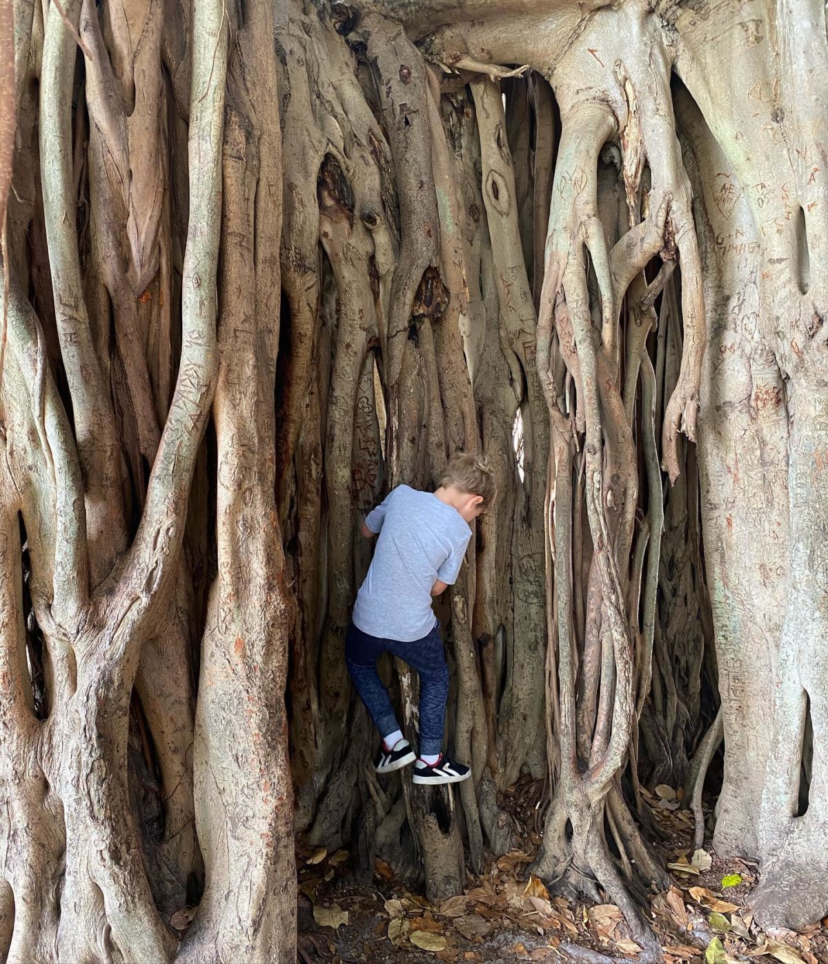 Huge Banyan Trees and Bombax Downtown St Petersburg
