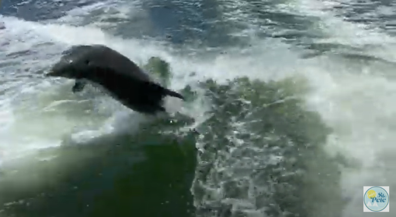 Dolphin Racer Speedboat in Pasadena FL - Dolphin Surfing | Video