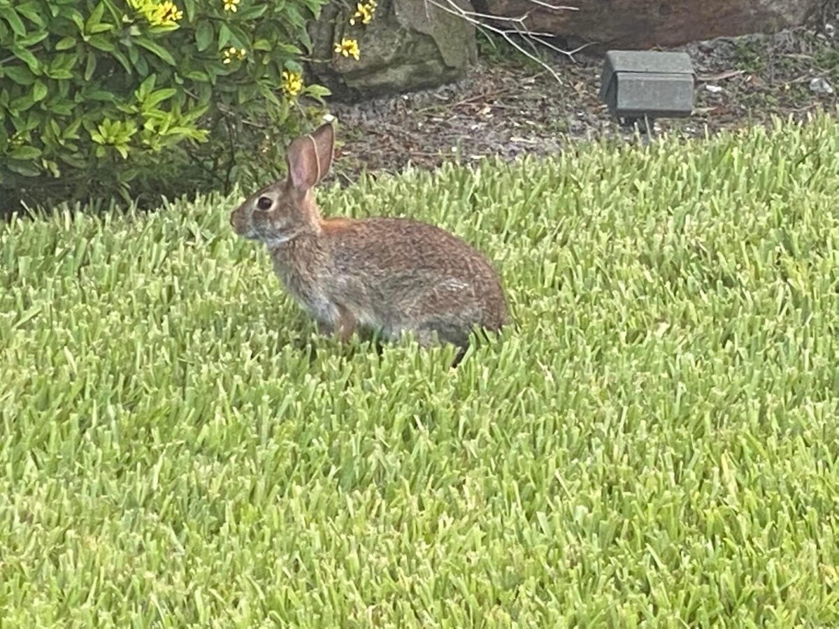 Marsh Rabbits and Green Parrots around St Petersburg Tampa Bay
