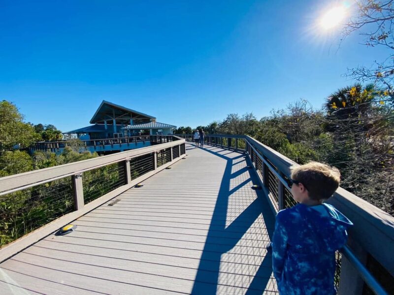TECO's Manatee Viewing Center is a Quick Daytrip from St Petersburg