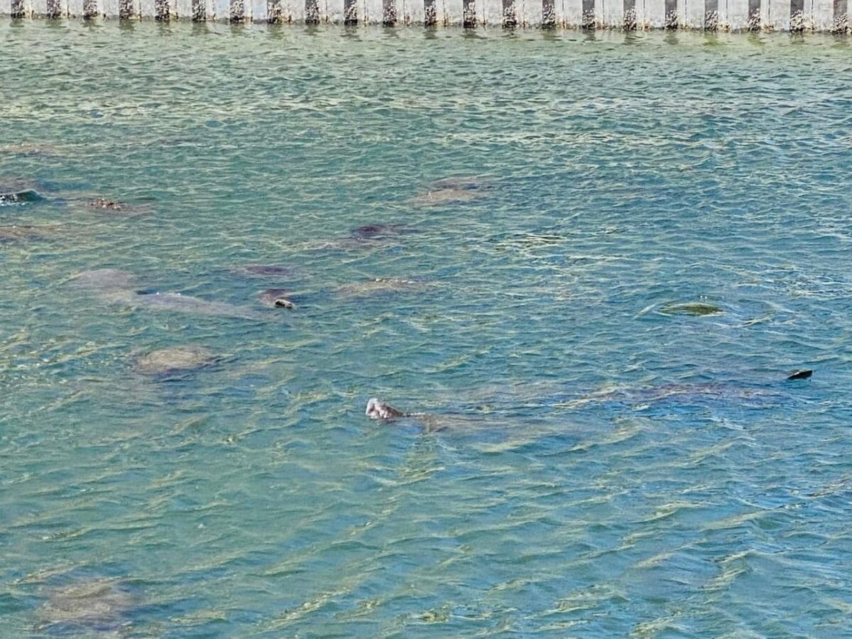 TECO's Manatee Viewing Center is a Quick Daytrip from St Petersburg