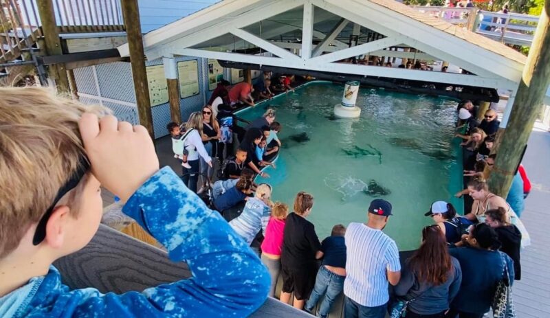 TECO's Manatee Viewing Center is a Quick Daytrip from St Petersburg