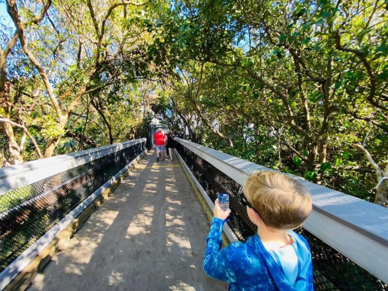 TECO's Manatee Viewing Center is a Quick Daytrip from St Petersburg