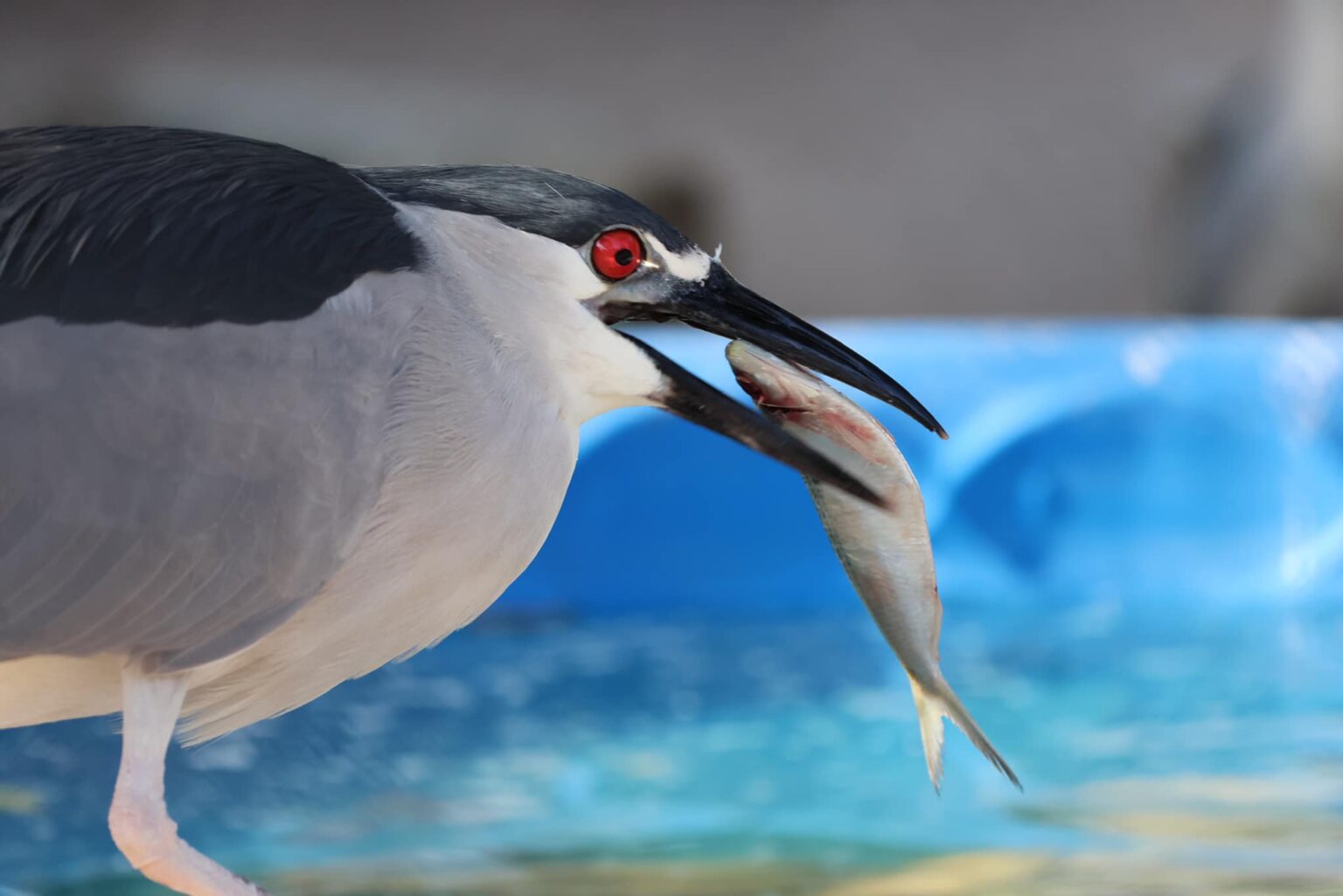 Seaside Seabird Sanctuary in Indian Rocks Florida - Bird Hospital