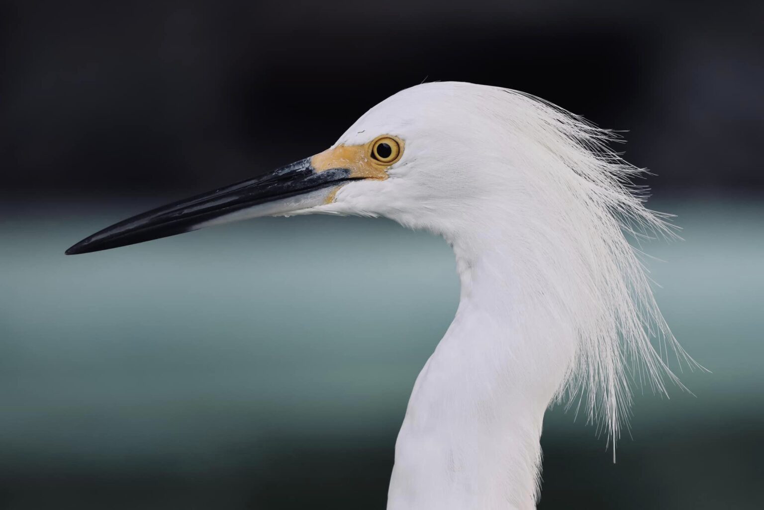 Seaside Seabird Sanctuary in Indian Rocks Florida - Bird Hospital