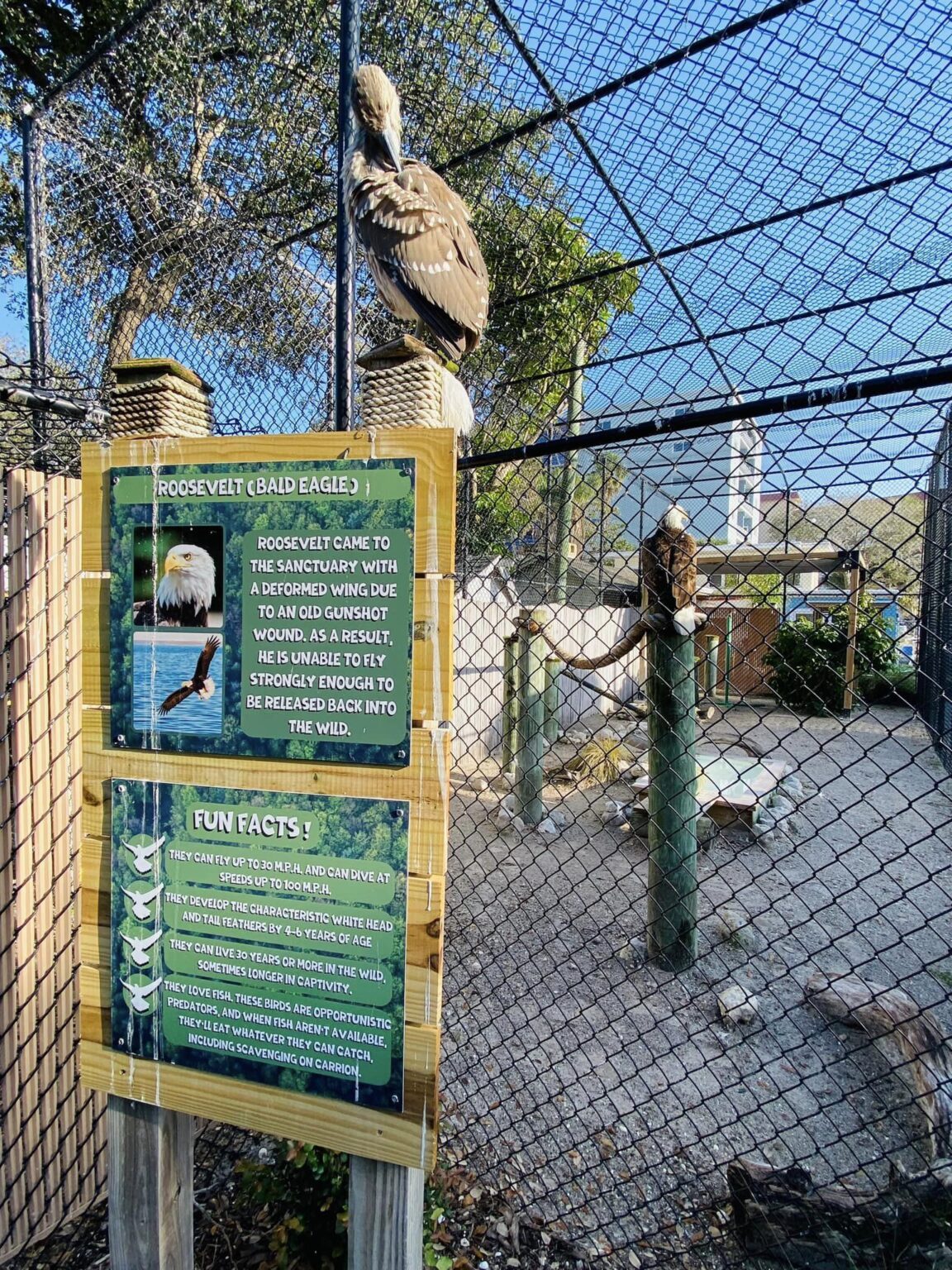 Seaside Seabird Sanctuary in Indian Rocks Florida - Bird Hospital